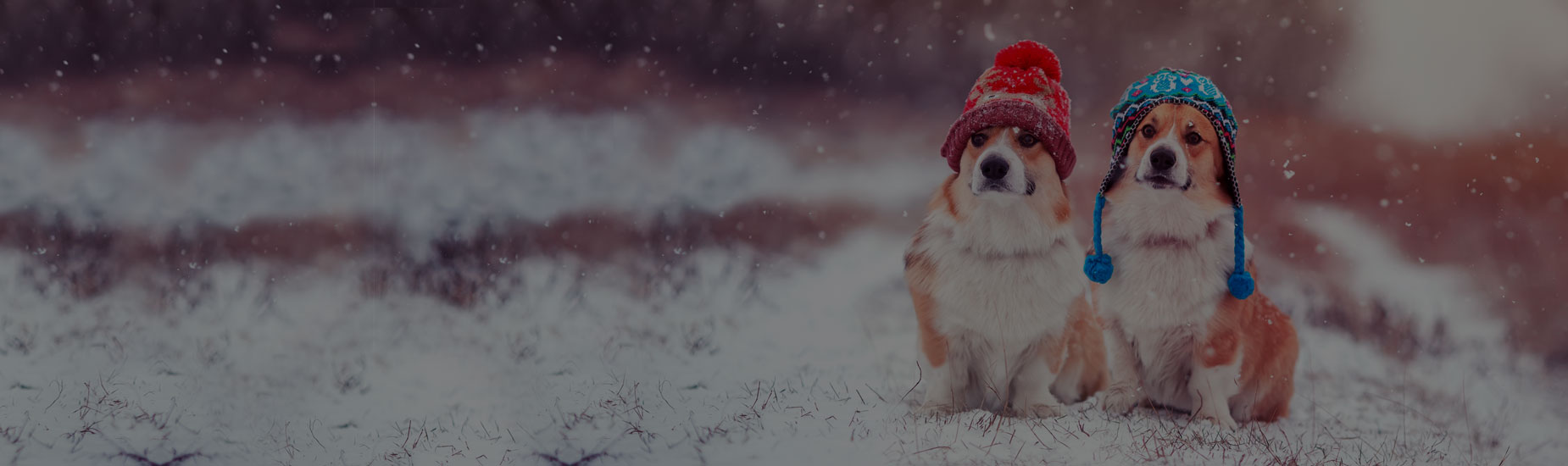 Corporate America Family Credit Union | CAFCU