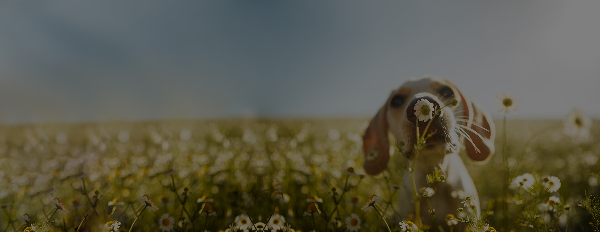 Corporate America Family CU